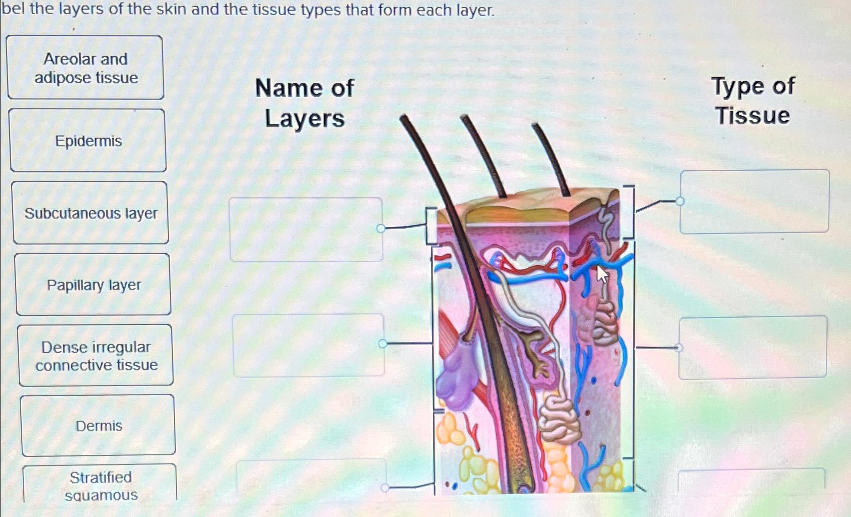 Solved bel the layers of the skin and the tissue types that | Chegg.com