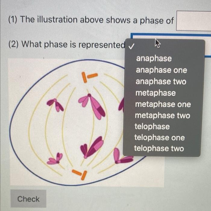 (1) The illustration above shows a phase v mitosis | Chegg.com