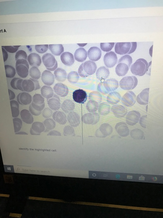 Solved rt A Identify the highlighted cell. Type here to | Chegg.com Solved rt A Identify the highlighted cell. Type here to | Chegg.com