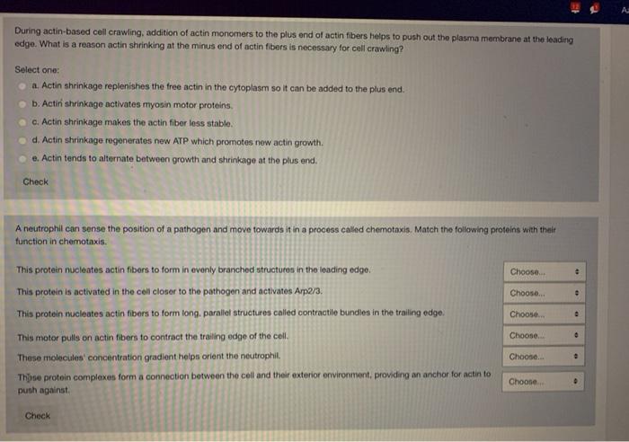 Solved During actin-based cell crawling, addition of actin | Chegg.com