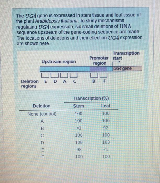 Solved The UG4 gene is expressed in stem tissue and leaf | Chegg.com