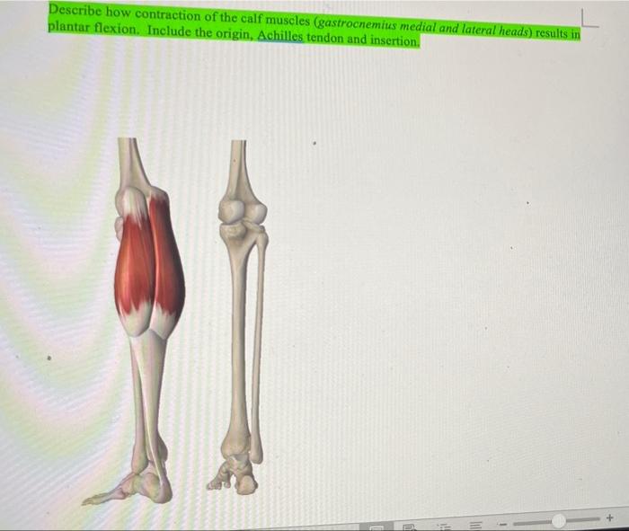 Solved Describe how contraction of the calf muscles | Chegg.com