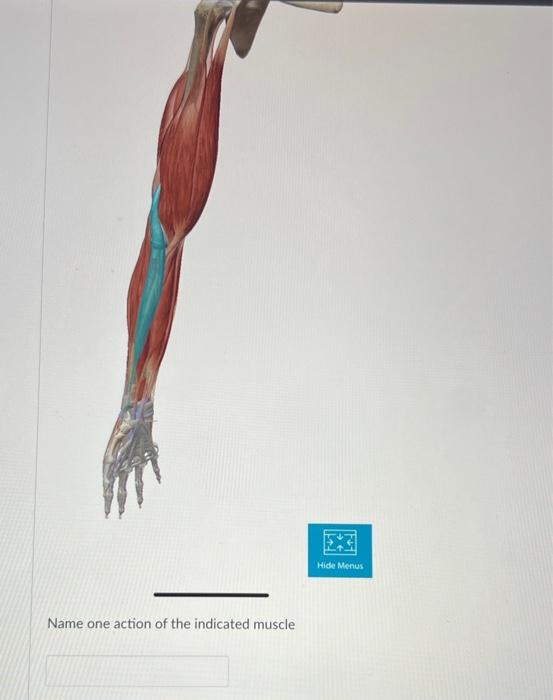 Solved Name the indicated muscle | Chegg.com