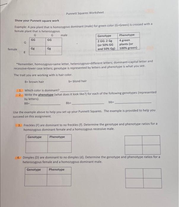 Solved Punnett Squares Worksheet Show your Punnett square | Chegg.com