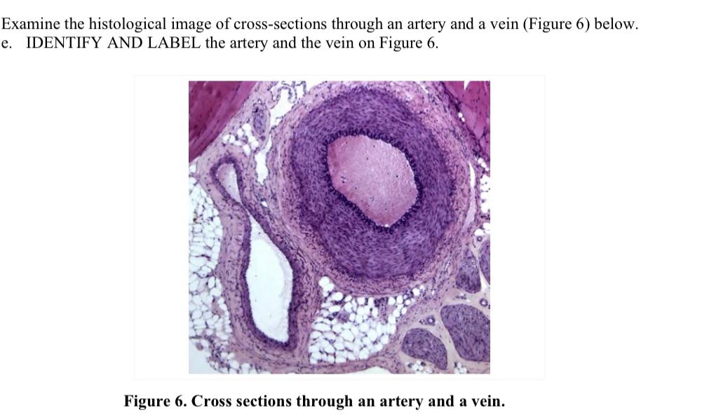 Solved Examine the histological image of cross-sections | Chegg.com