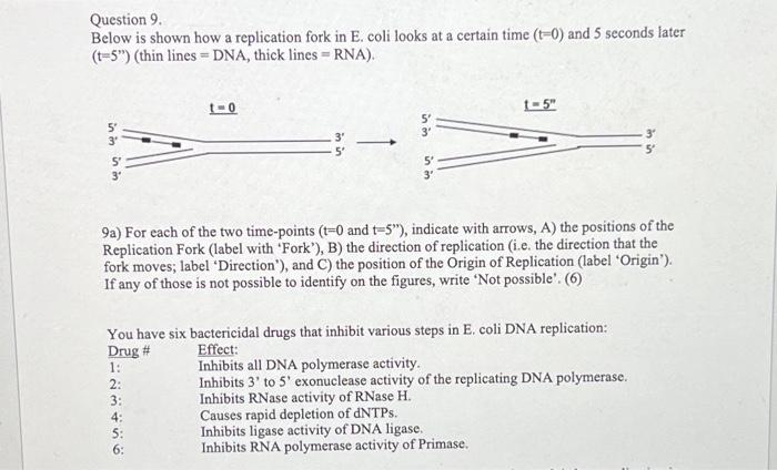 Question 9. Below is shown how a replication fork in | Chegg.com