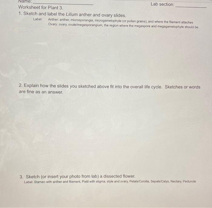 Worksheet for Plant 3. 1. Sketch and label the Lilium | Chegg.com