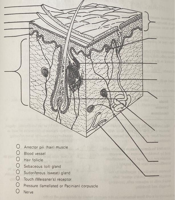 Solved Arrector pili (hair) muscle O Blood vessel O Hair | Chegg.com