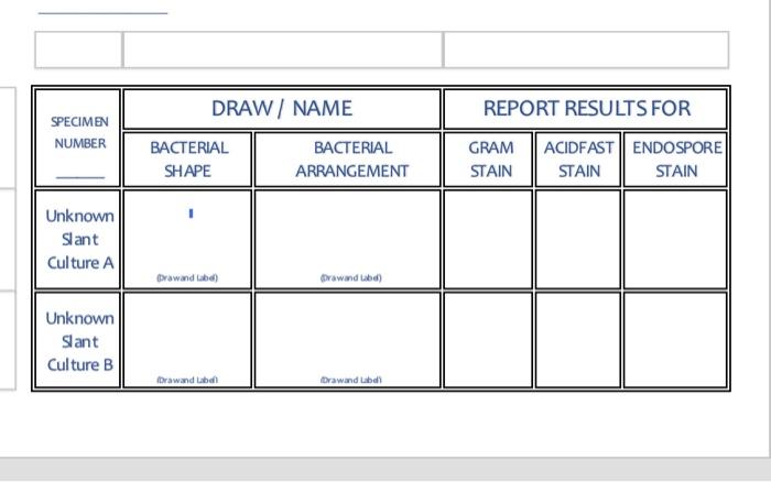 Report Sheet for Morphological Bacterial Unknown | Chegg.com