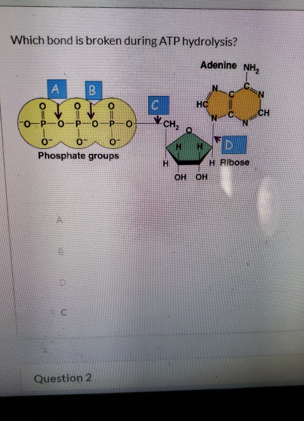 Solved Which bond is broken during ATP hydrolysis? Adenine | Chegg.com