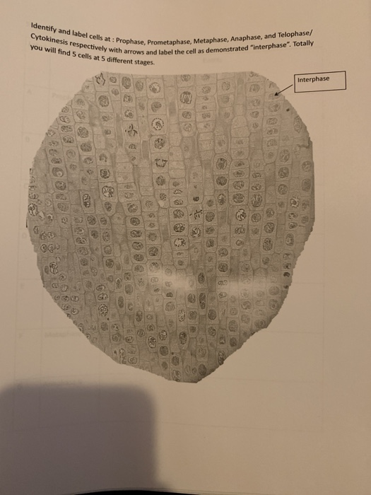 Solved Identify and label cells at : Prophase, Prometaphase, | Chegg.com