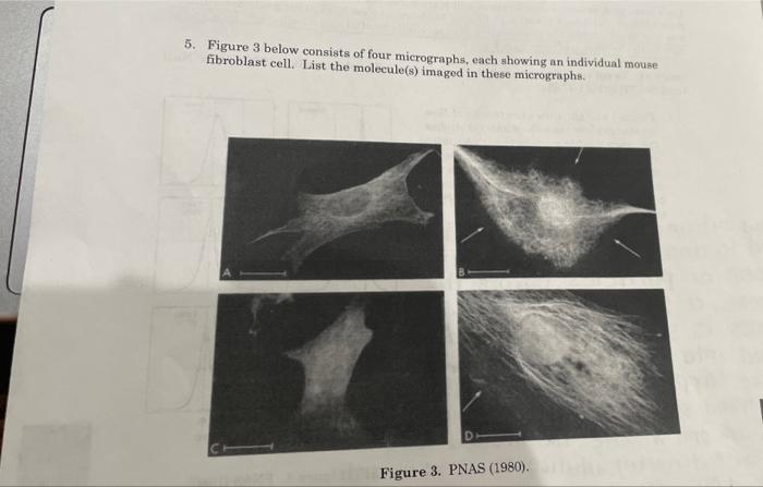Solved 5. Figure 3 below consists of four micrographs, each | Chegg.com