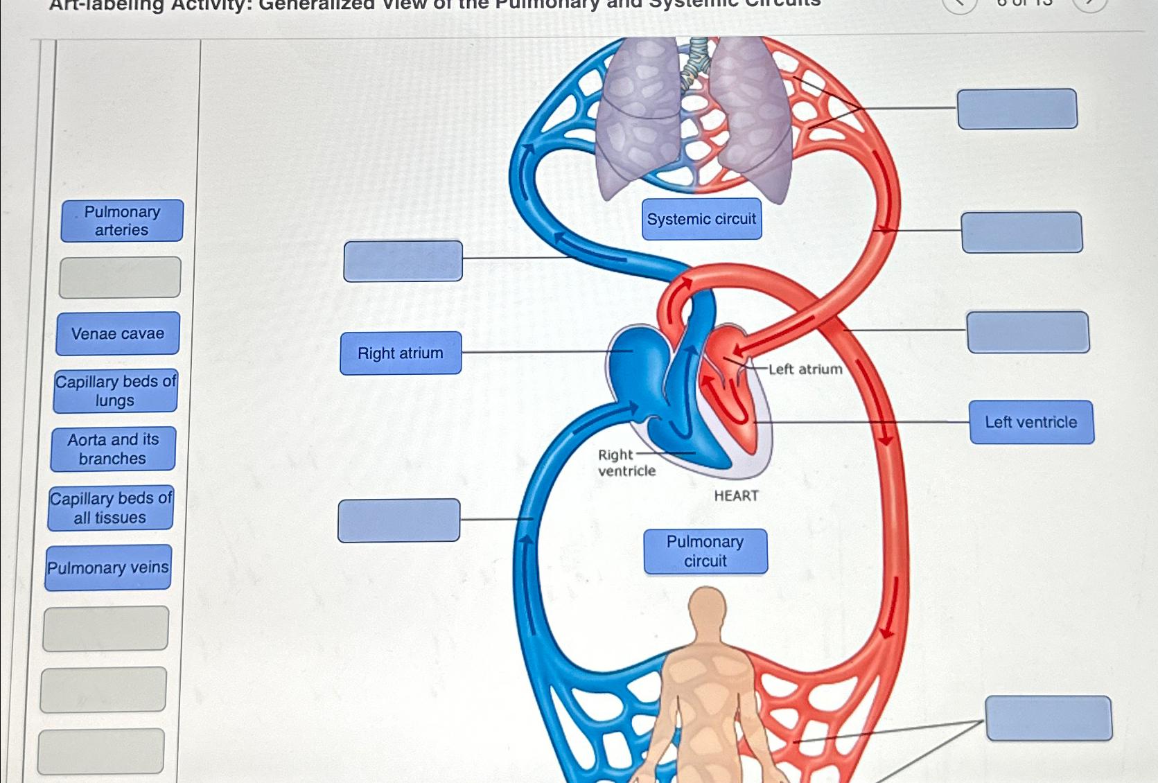 Solved Generalized view of the pulmonary and systemic | Chegg.com