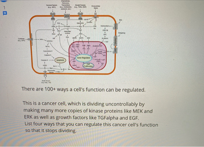 Solved Sur Cho There are 100+ ways a cell's function can be | Chegg.com