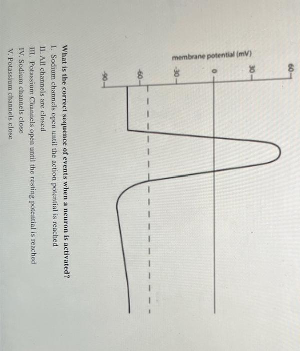 Solved What is the correct sequence of events when a neuron | Chegg.com
