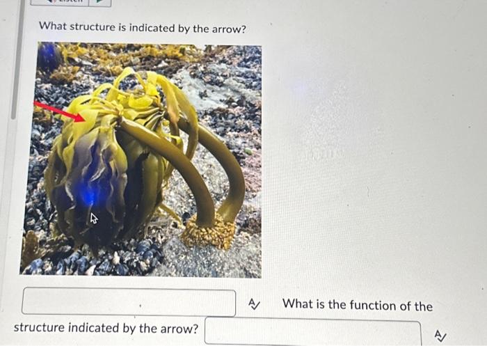 Solved What structure is indicated by the arrow? structure | Chegg.com