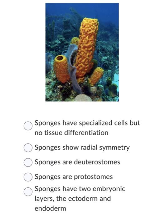 Solved When going snorkeling in the Great Barrier Reef, you | Chegg.com