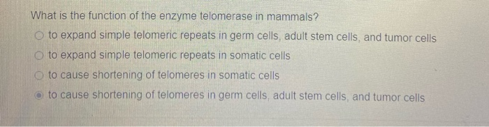 Solved What is the function of the enzyme telomerase in | Chegg.com