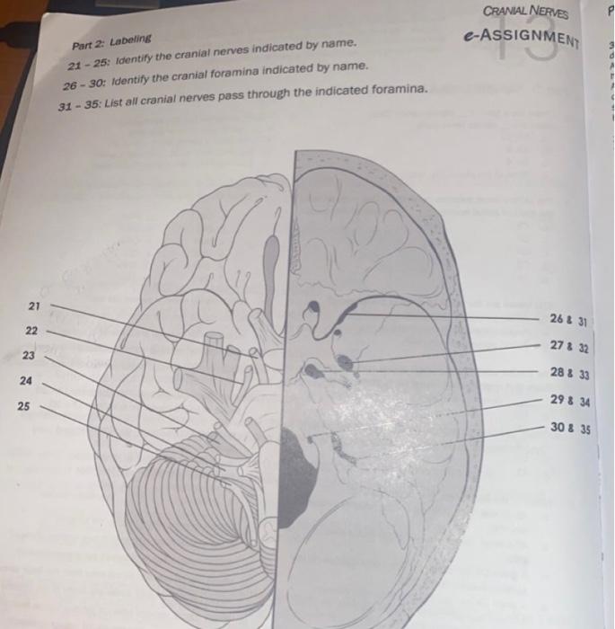 Solved Part 2: Labeling 21-25: Identify the cranial nerves | Chegg.com