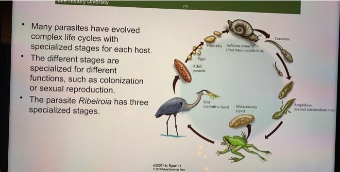 - Complex life cycles: At least two stages with | Chegg.com