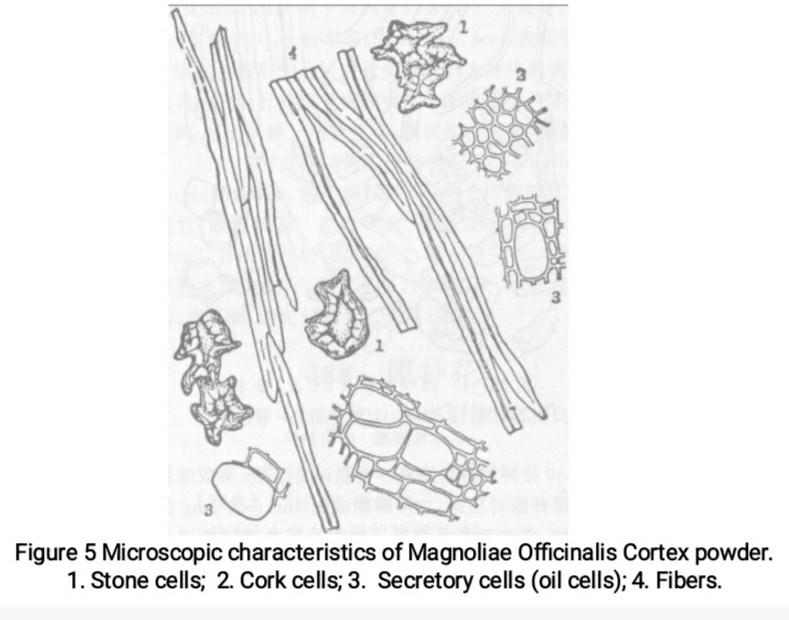 Solved draw all Microscopic characteristics of Magnoliae | Chegg.com