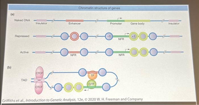 Solved 12. In Figure 12-12, what features of chromatin | Chegg.com