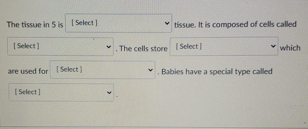 The tissue in 5 is (Select] tissue. It is composed of | Chegg.com