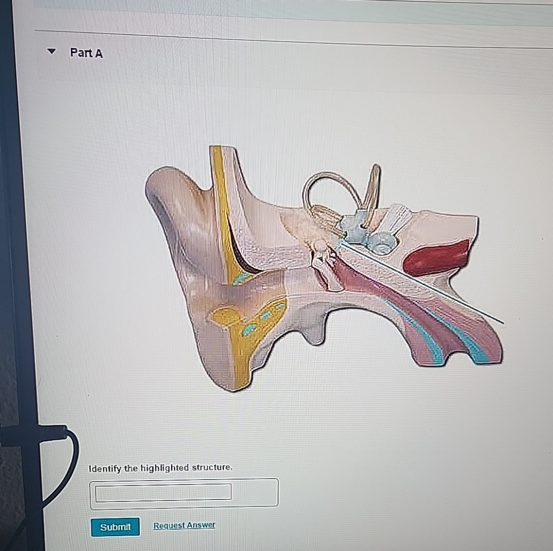 Solved Part AIdentify the highlighted structure. ﻿Request | Chegg.com