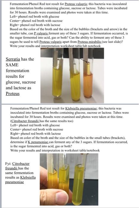 Solved Fermentation/Phenol Red test result for Proteus | Chegg.com