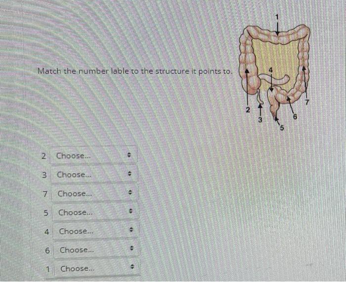 Solved Match the number lable to the structure it points to. | Chegg.com