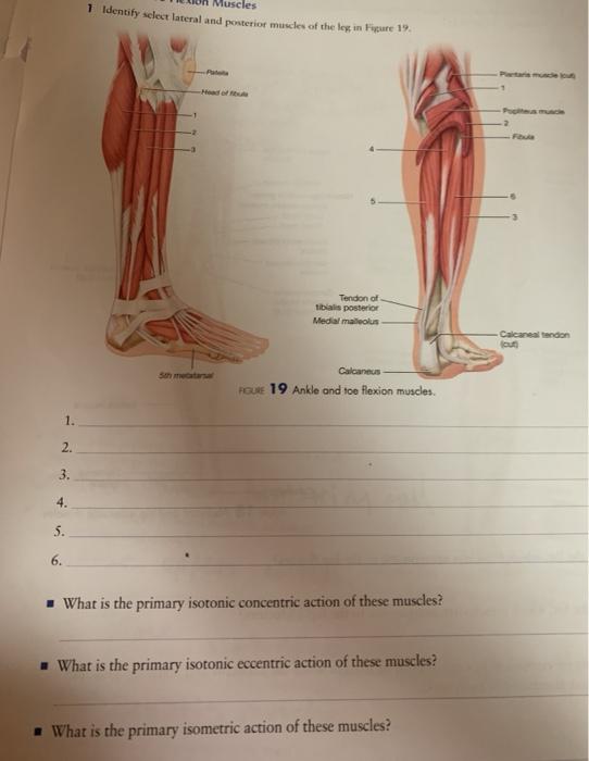 Solved Muscles Identify select lateral and posterior muscles | Chegg.com