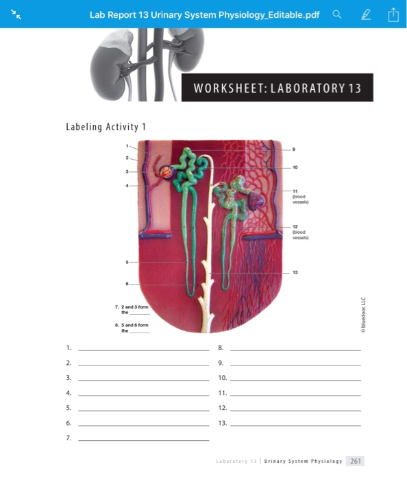 Solved Lab Report 13 Urinary System Physiology_Editable.pdf | Chegg.com