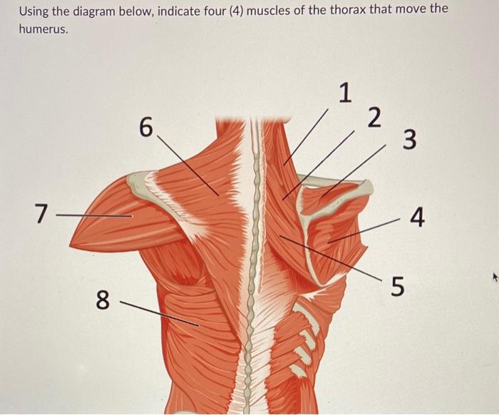 Solved Using the diagram below, indicate four (4) muscles of | Chegg.com