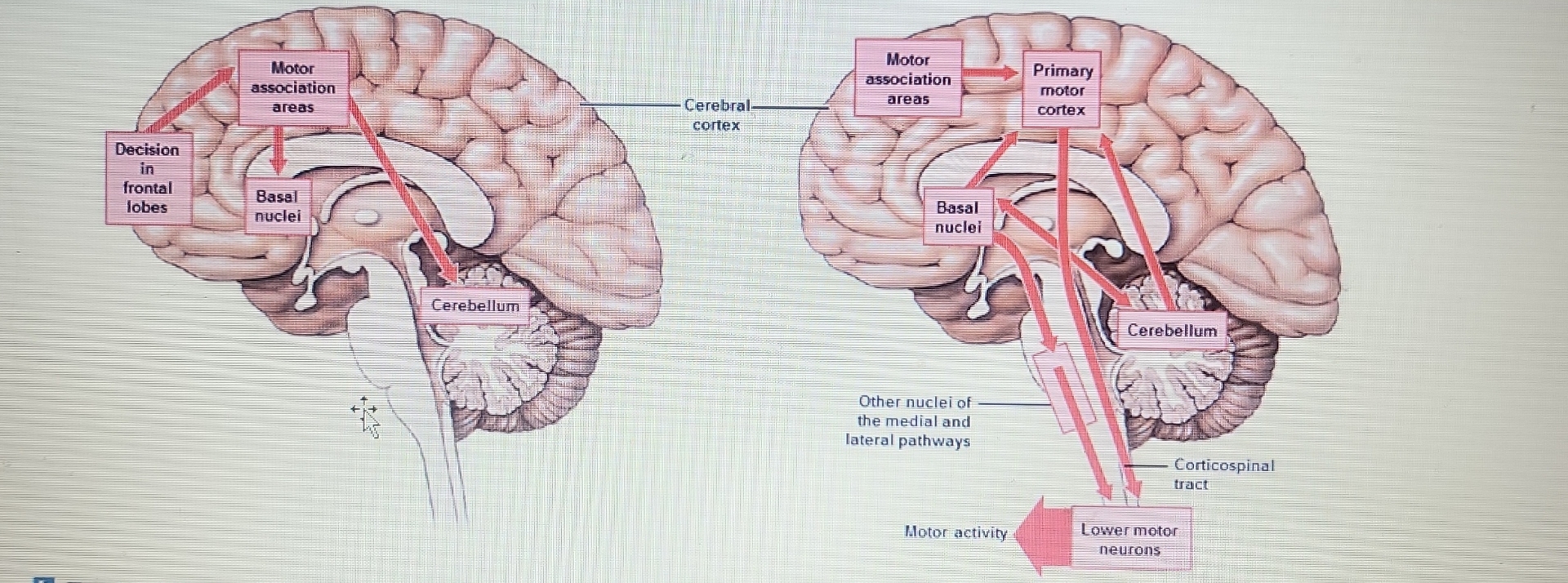 Solved explain how the somatic motor control works using | Chegg.com