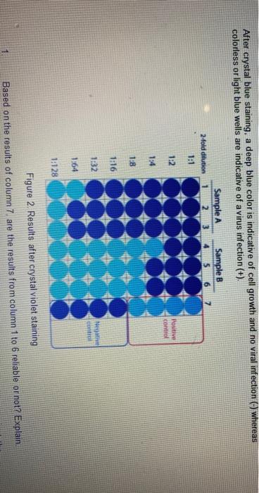 Solved After crystal blue staining, a deep blue color is | Chegg.com