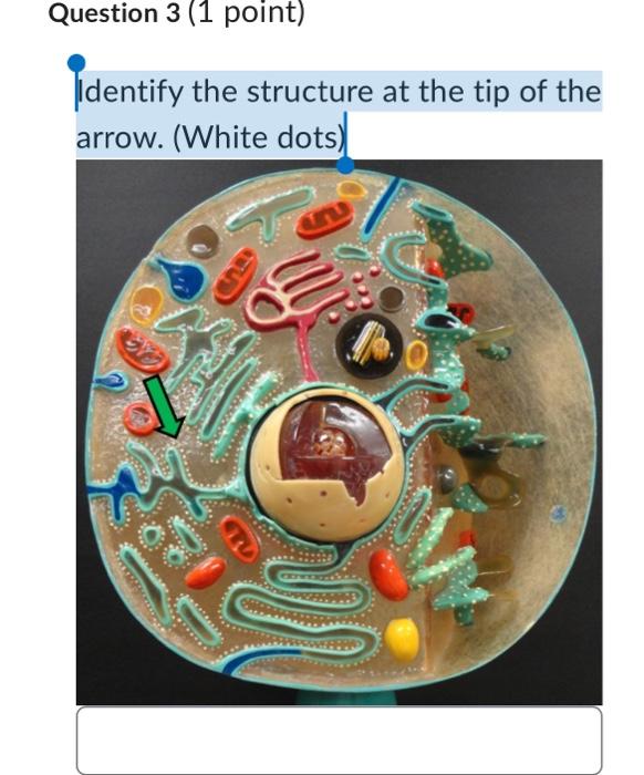 Solved Identify the structure at the tip of the arrow. | Chegg.com