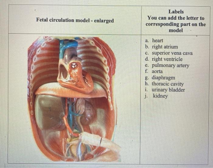 Solved Fetal circulation model - enlarged Labels You can add | Chegg.com