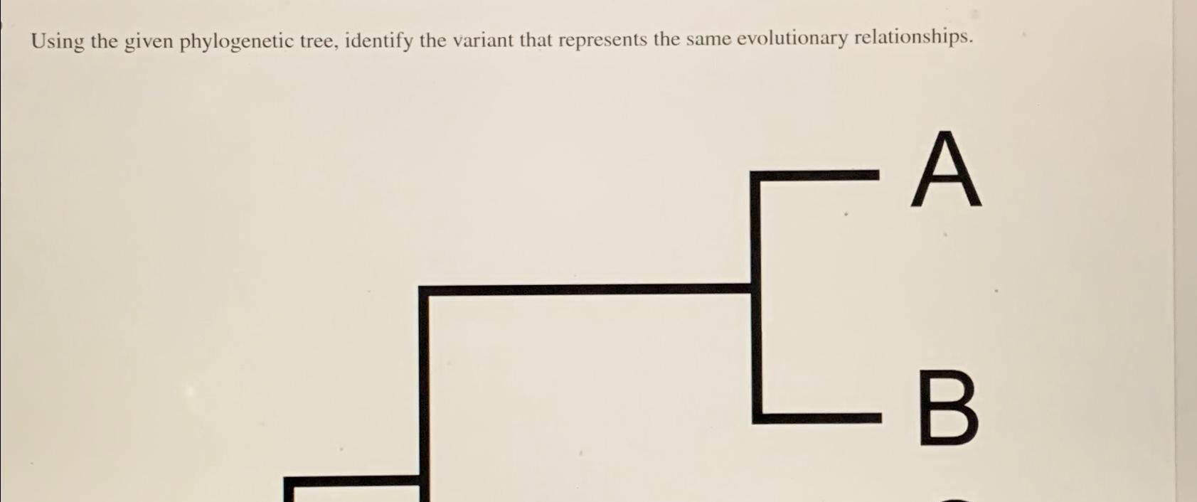 Solved Using the given phylogenetic tree, identify the | Chegg.com