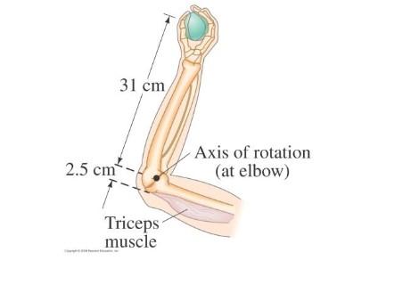 Solved 6. The forearm shown below accelerates a 4 kg ball at | Chegg.com