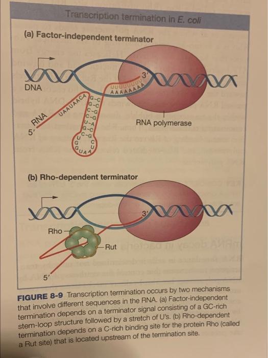 Solved 10. In Figure 8-9, write the sequence of the DNA tem- | Chegg.com