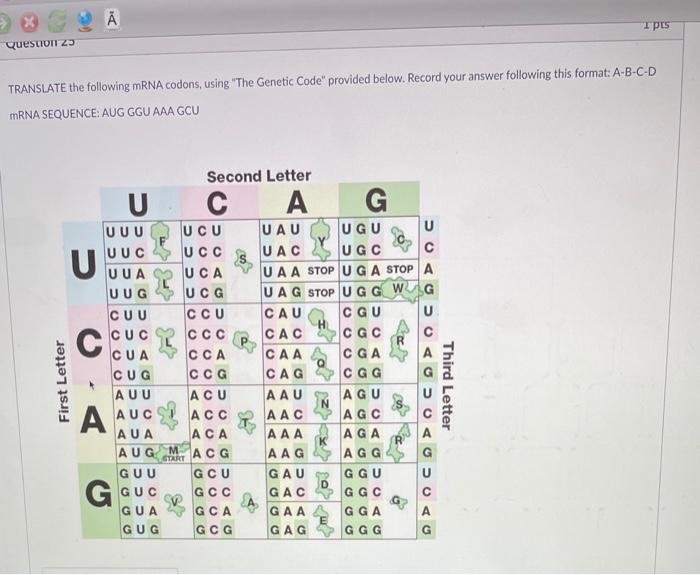 Solved Ā I prs Questions TRANSLATE the following mRNA | Chegg.com