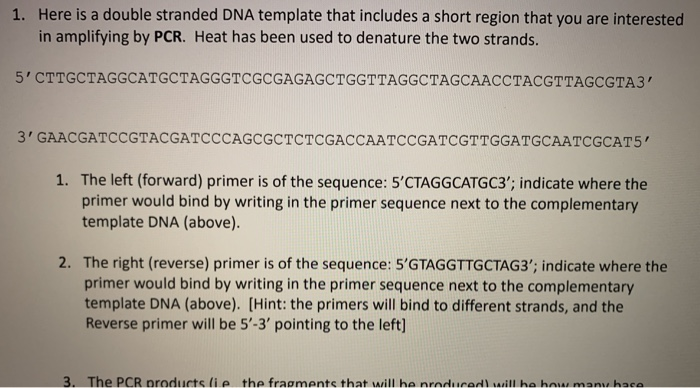 Solved 1. Here is a double stranded DNA template that | Chegg.com