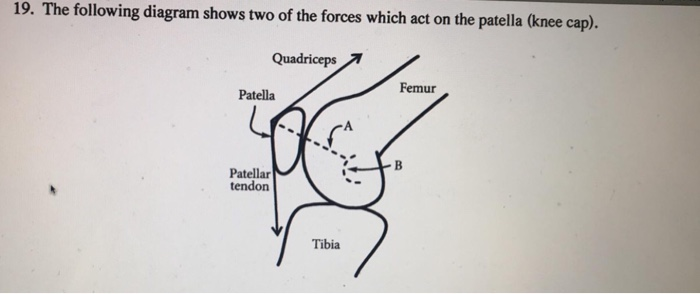 Solved 19. The following diagram shows two of the forces | Chegg.com