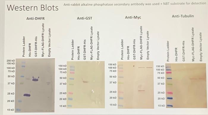 Solved Address the following when analyzing and reporting | Chegg.com