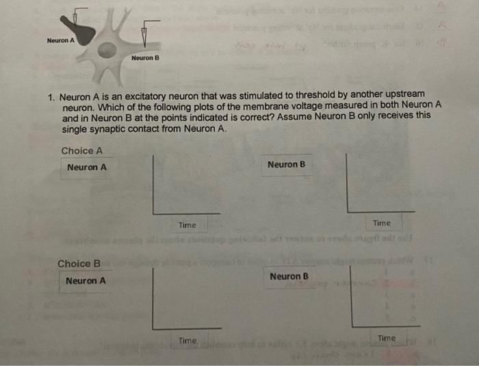 Solved 1. Neuron A is an excitatory neuron that was | Chegg.com