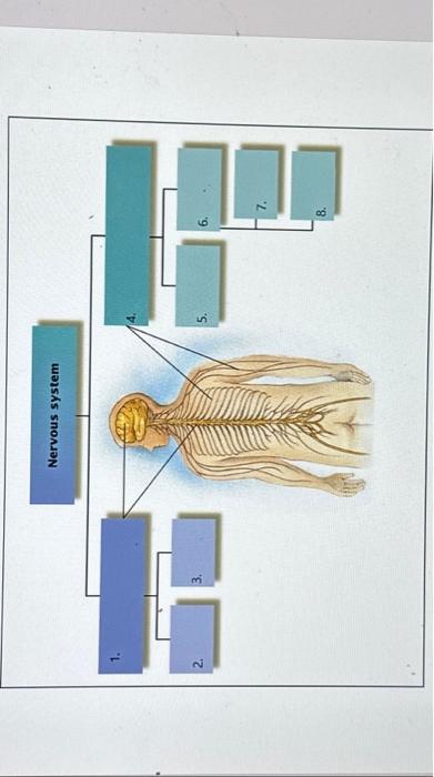 Solved 1. 2. 3. Nervous system 5. 6. 7. IJ 8. | Chegg.com