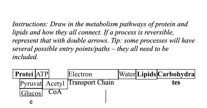 Solved Instructions: Draw in the metabolism pathways of | Chegg.com