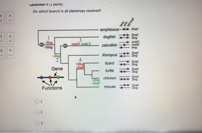 Solved Question (1 point) On which branch is all pleiotropy | Chegg.com