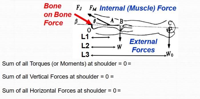 Solved AB Bone F, Fm Internal (Muscle) Force on Bone Force B | Chegg.com