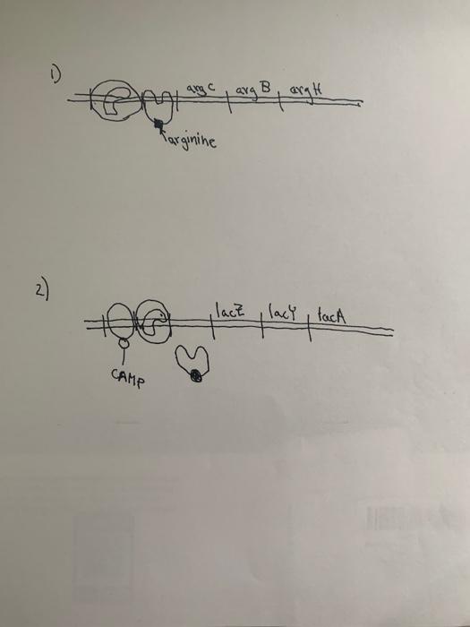 Solved 1. Refer to the diagram the arginine operon, showing | Chegg.com